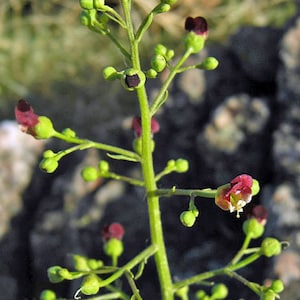 Scrophularia Californica | California Bee Plant | 20 Seeds - Etsy