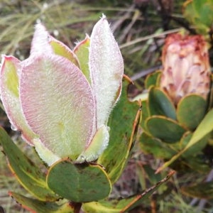 Protea Speciosa | Bearded Sugarbush | 10 Seeds - Etsy