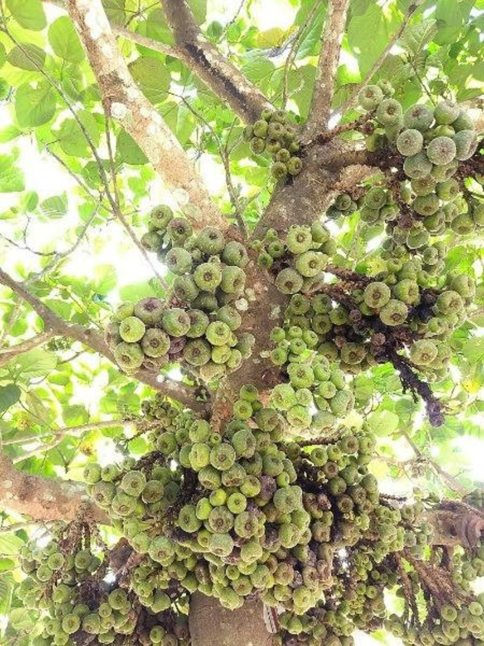 Ficus Racemosa Cluster or Indian Fig Tree Audumbara 100 Seeds - Etsy