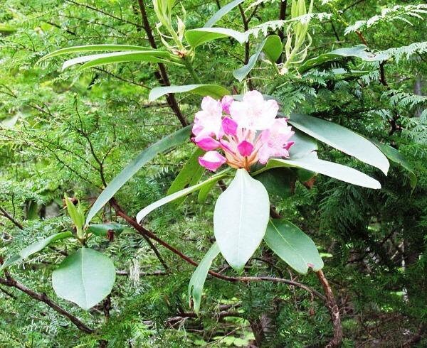 Rhododendron Macrophyllum Coast Rhododendron California | Etsy