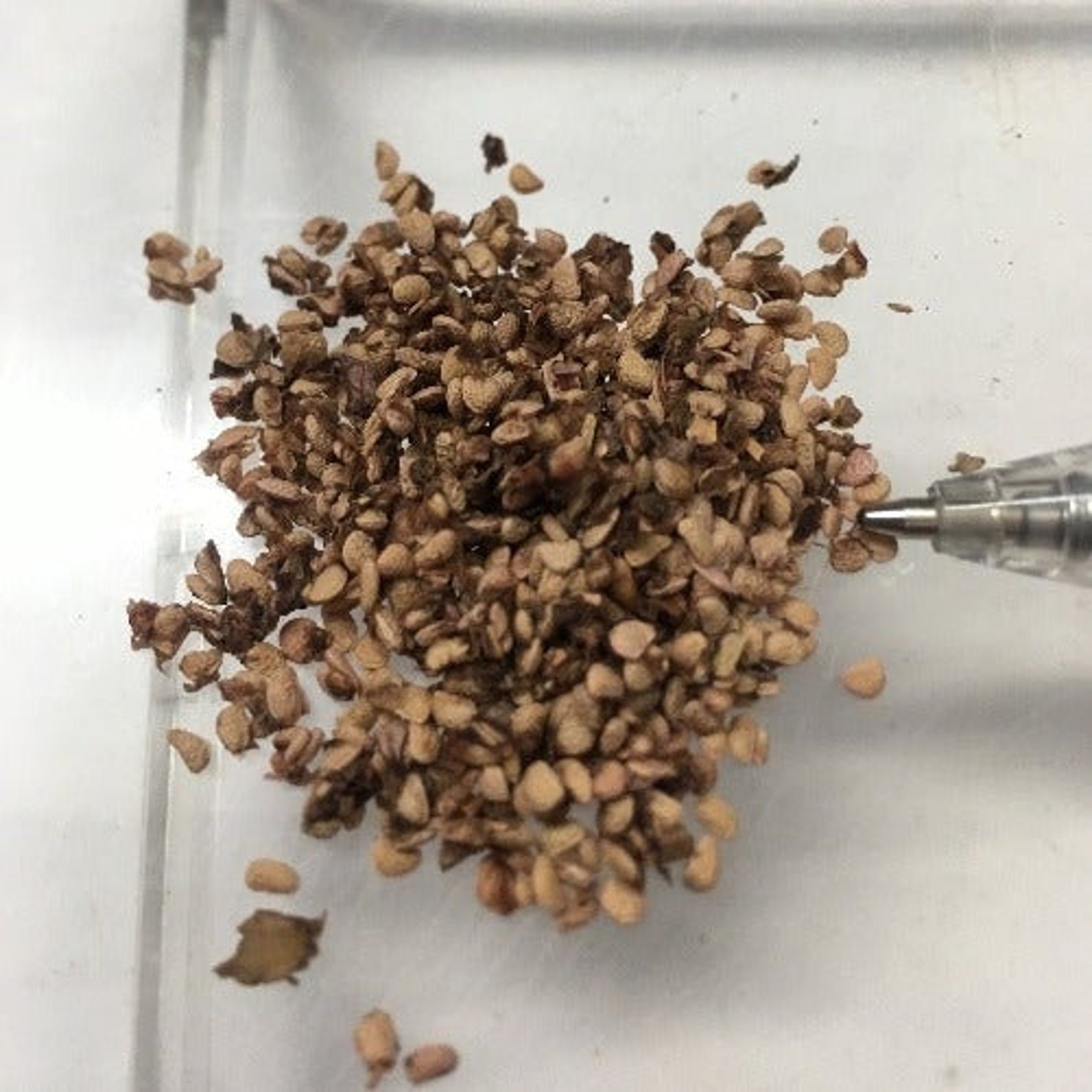 Rubus Glaucus Andean Raspberry Mora De Castilla 20 Seeds - Etsy