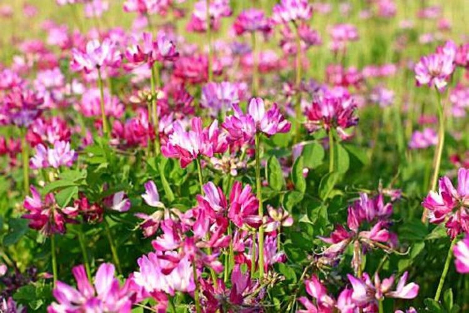 Astragalus Sinicus Chinese Milkvetch 50 Seeds | Etsy