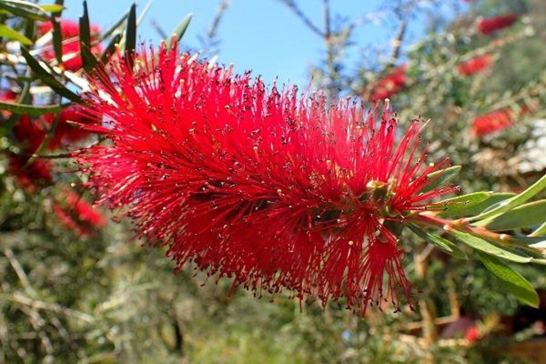 Callistemon Rigidus | Stiff or Erect Bottlebrush | 300 Seeds - Etsy