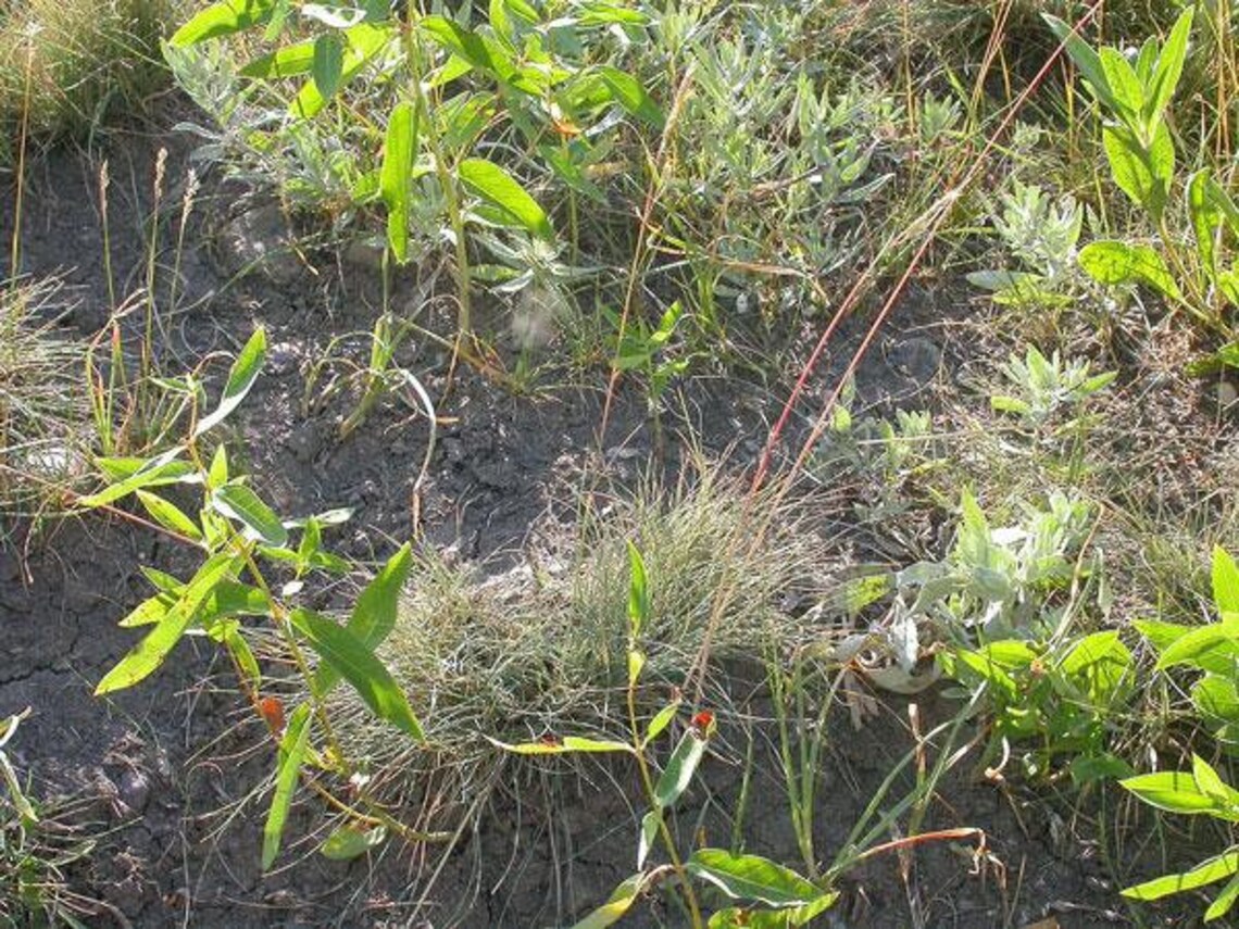 Festuca idahoensis Roemer's Fescue Blue Bunchgrass | Etsy
