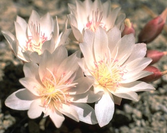 Lewisia Seeds Lewisia Rainbow Hybrids Flower Seed Mix 100 Seeds - Etsy