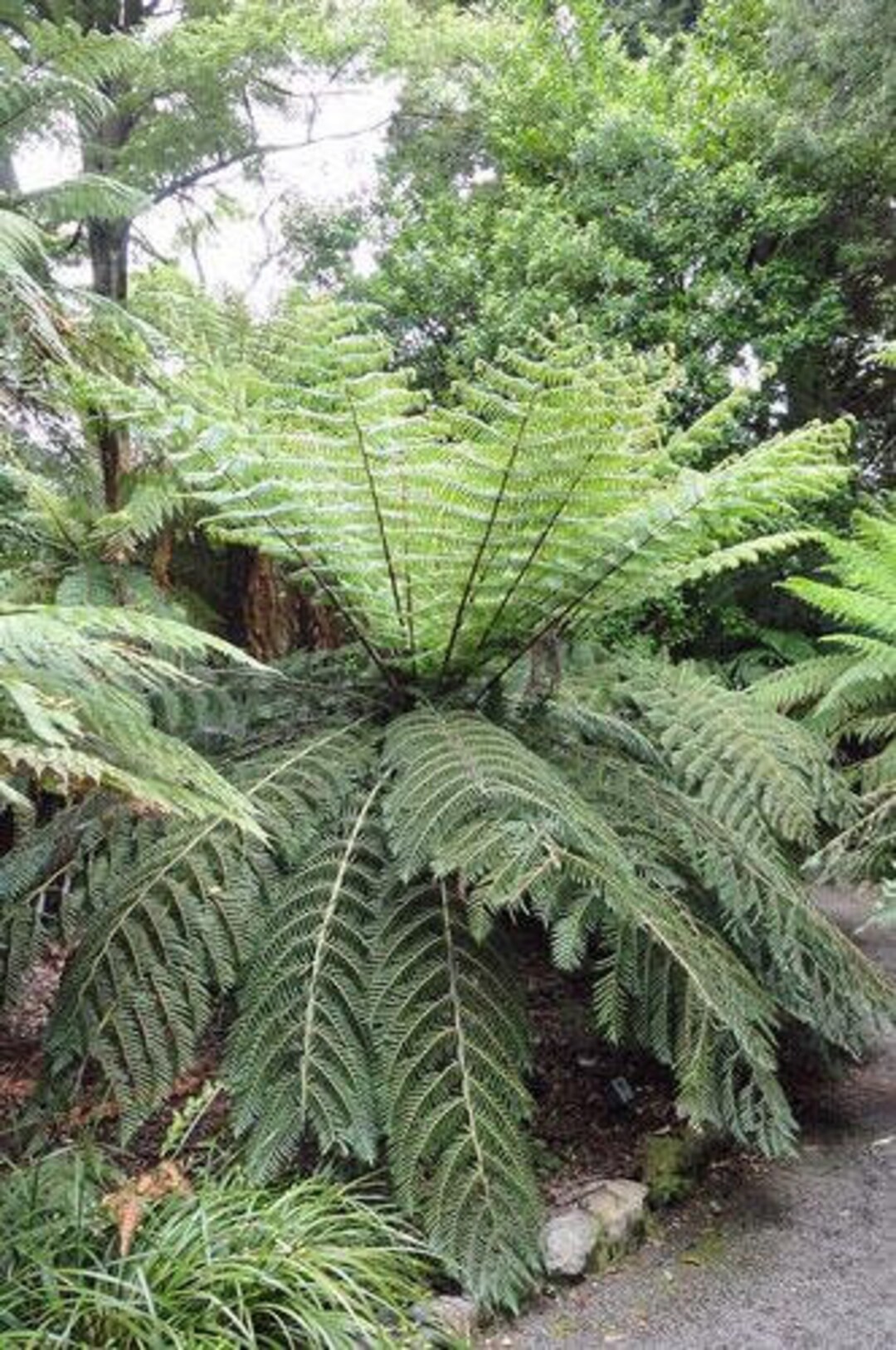 Cyathea Dealbata | Ponga | Silver Tree Fern | 20 Tiny Spores - Etsy