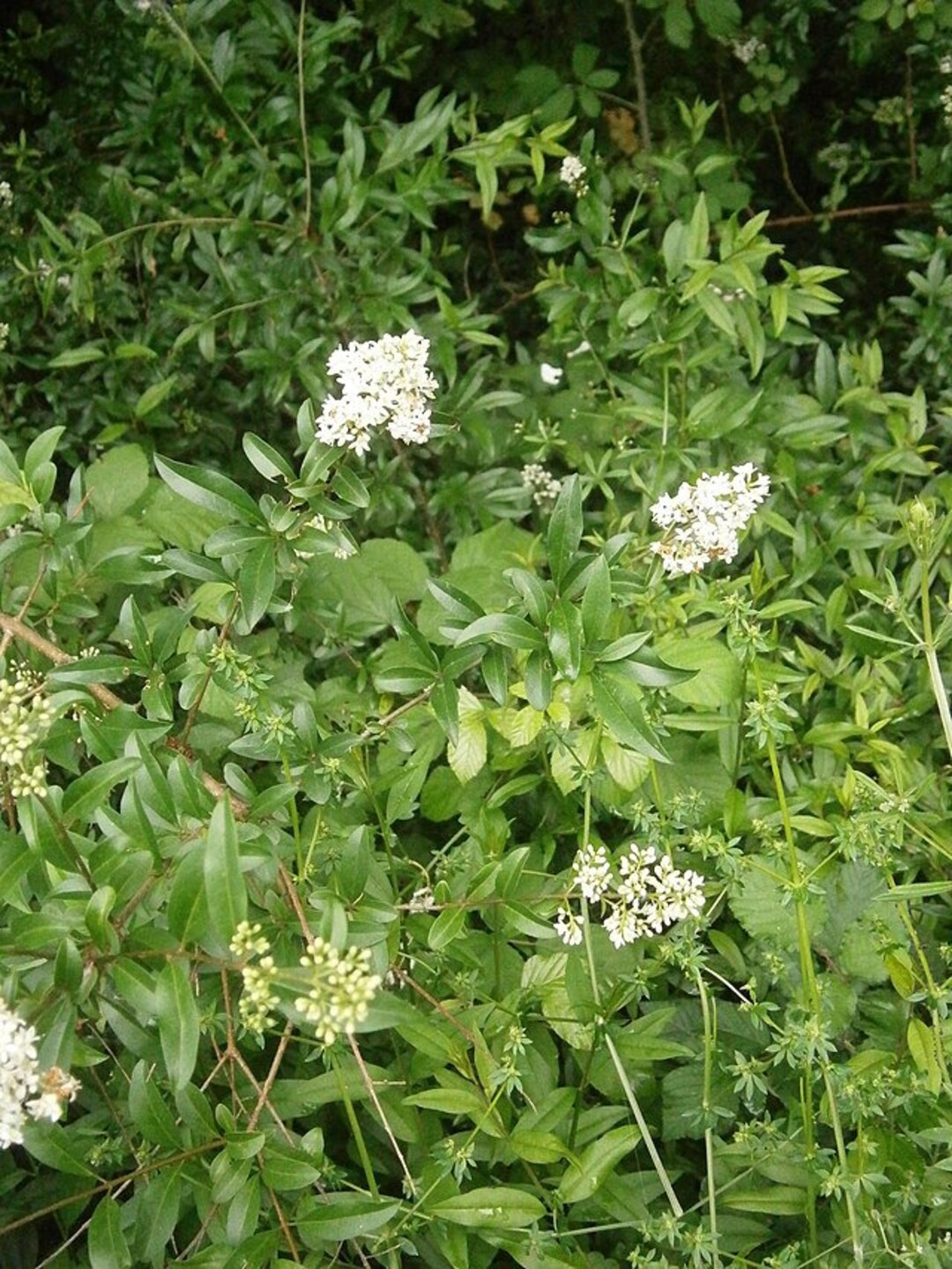 Ligustrum Vulgare | Wild Privet | 20 Seeds - Etsy