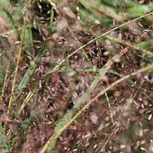 Eragrostis Spectabilis | Purple Love Grass | Tumblegrass | 20 Seeds - Etsy