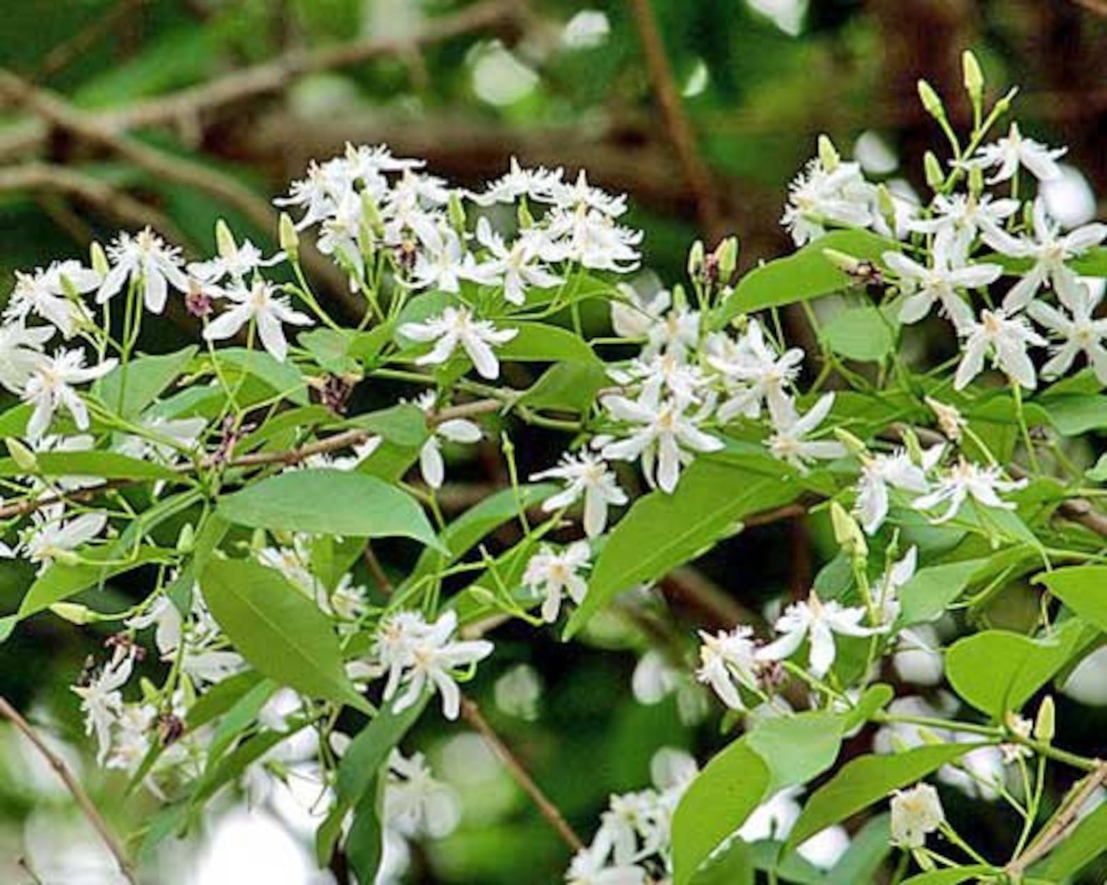 Wrightia Tinctoria | Pala Indigo Plant | Sweet Indrajao | 50 Seeds - Etsy
