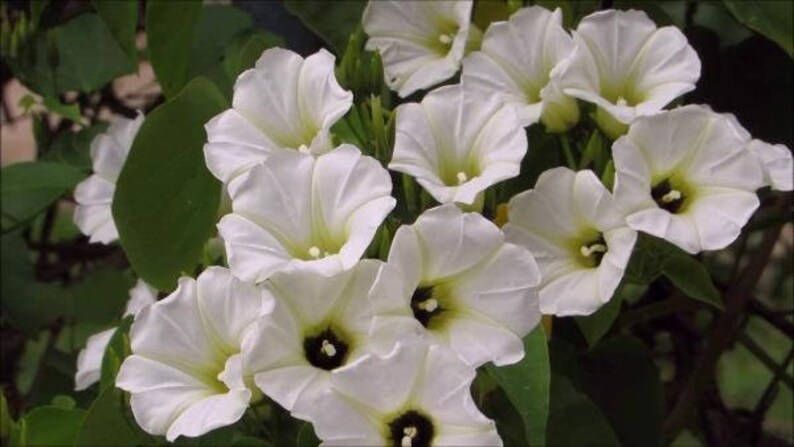 Ipomoea Corymbosa Christmas Vine Snakeplant 5 Seeds - Etsy