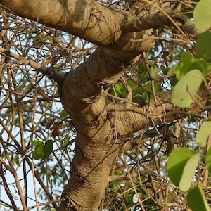 Bauhinia Racemosa | Bidi Leaf Tree | Sonpatta | 10 Seeds - Etsy