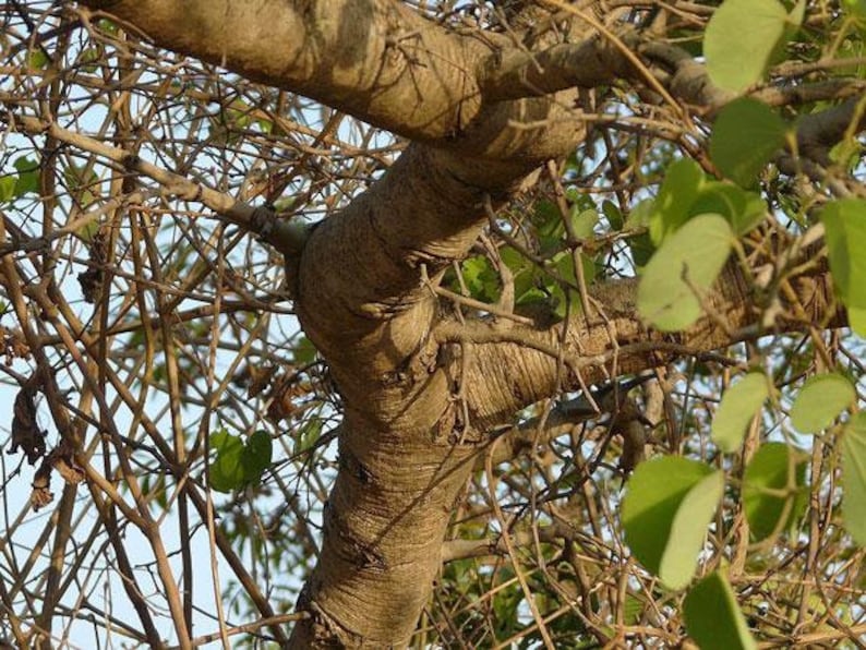Bauhinia Racemosa Bidi Leaf Tree Sonpatta 5 Seeds - Etsy