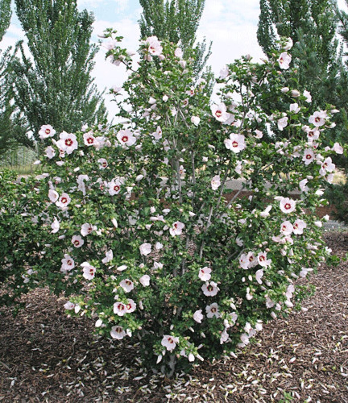 Hibiscus Syriacus Shrub Althea Red Heart Rose of Sharon - Etsy