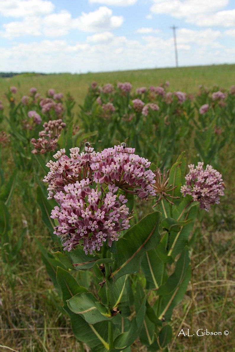 Asclepias Sullivantii Prairie Milkweed 20 Seeds - Etsy