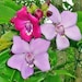 Meriania Nobilis | Amaraboyo | Motley Meriania | Amarrabollo | 10 Seeds ...
