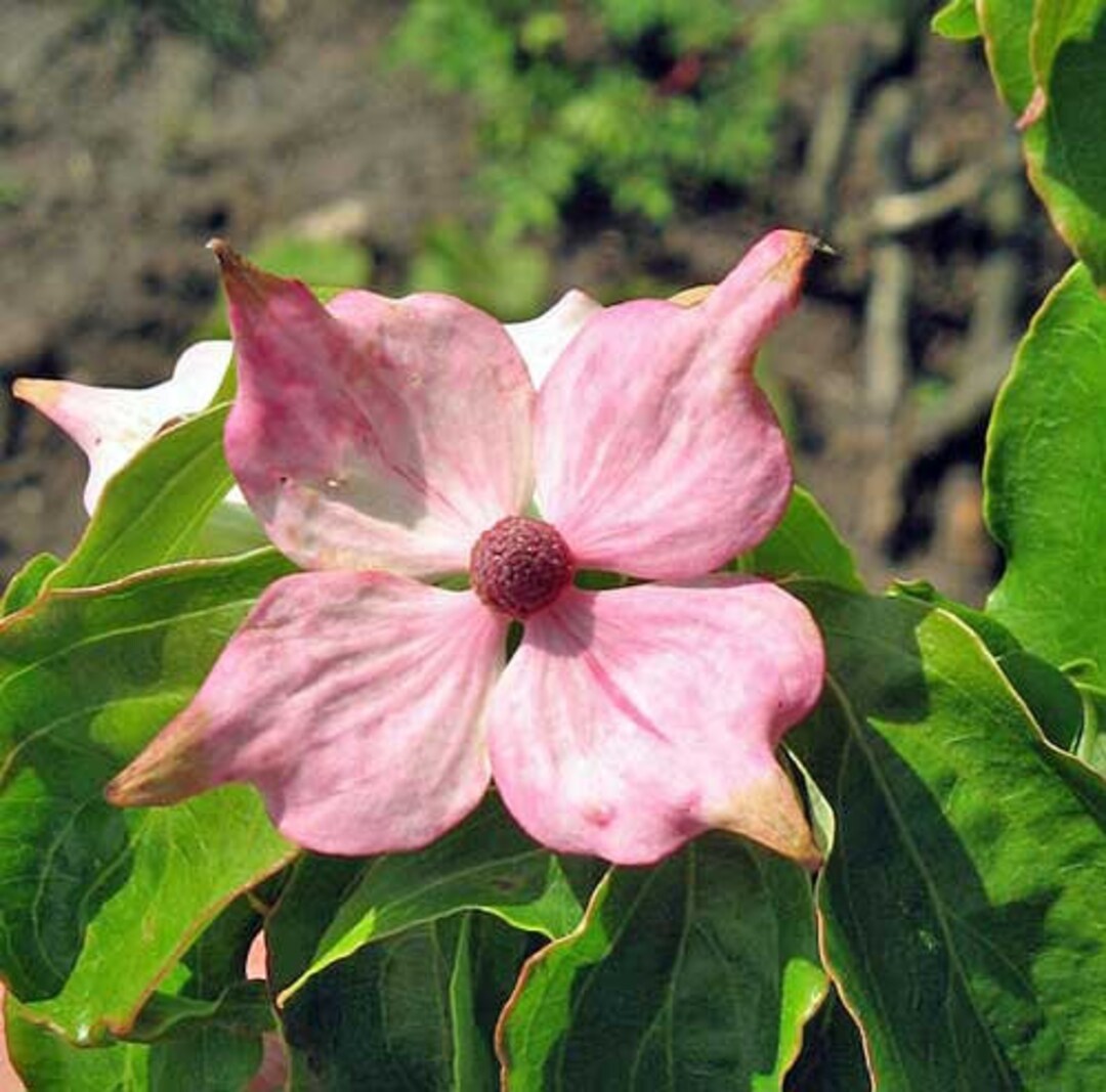 Cornus Capitata | Himalayan Dogwood | Benthams Cornel | 25 Seeds - Etsy