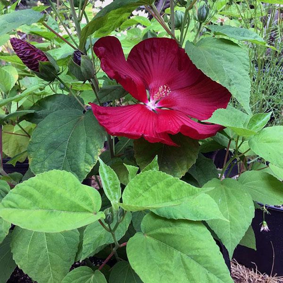 Hibiscus Moscheutos Luna Red Hardy Hibiscus 10 Seeds - Etsy Canada