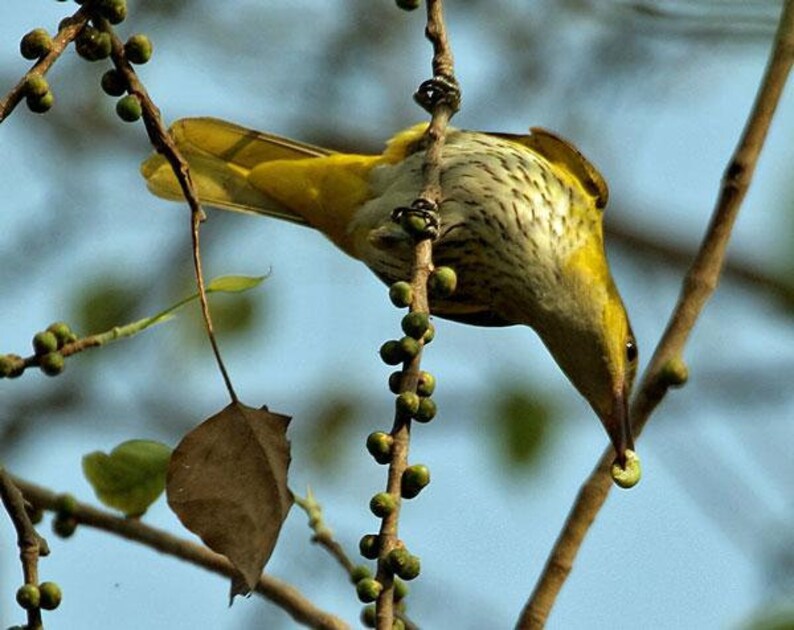 Ficus Religiosa | Sacred Fig | Ashwattha or Bodhi Tree | 100 Seeds - Etsy