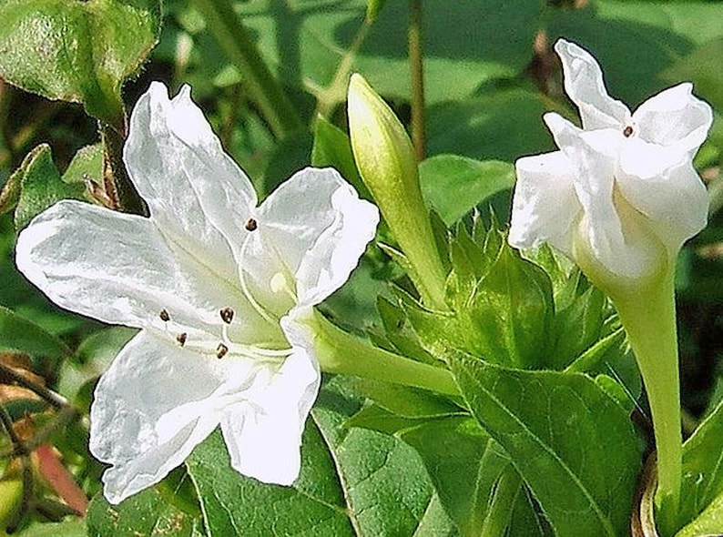Mirabilis Jalapa | White | Four O'clock | 10 Seeds - Etsy