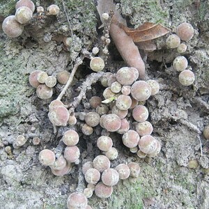 Ficus Semicordata | Drooping Fig | 150 Seeds - Etsy