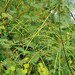 Sesbania Sesban | Egyptian Riverhemp | 10 Seeds - Etsy