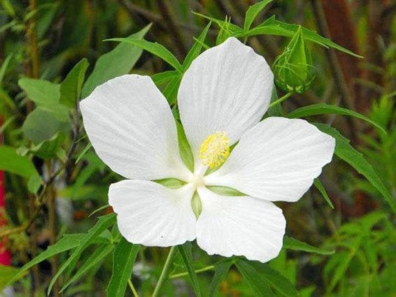 Hibiscus Coccineus Alba White Texas Star 5 Seeds - Etsy