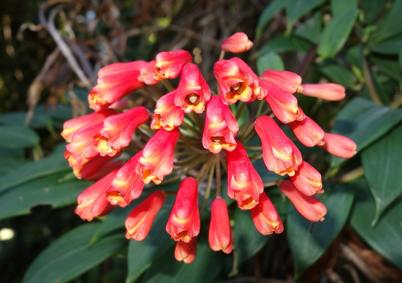 Bomarea Sp. Big Red Bomarea 5 Seeds - Etsy