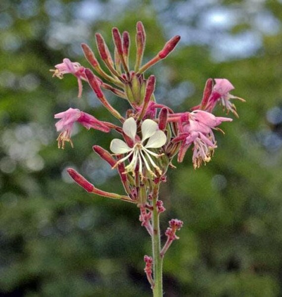 Oenothera Gaura Biennial Gaura Beeblossom 10 Seeds - Etsy