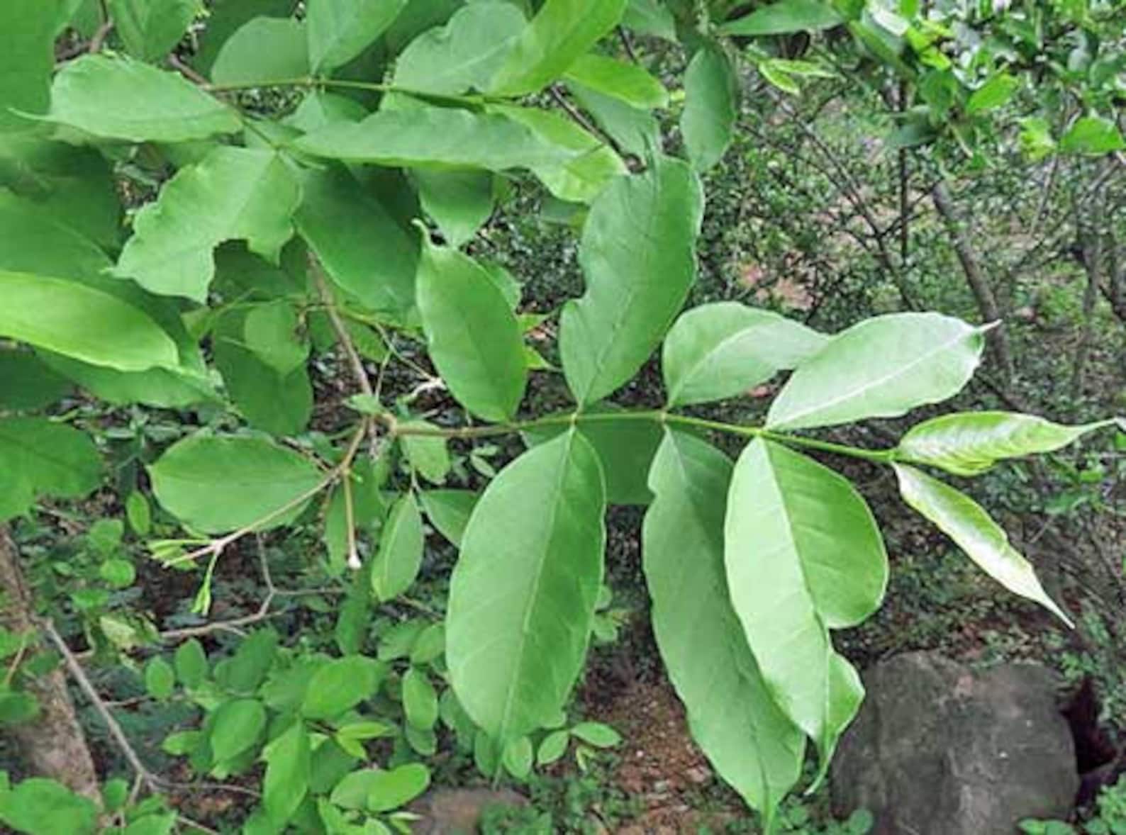 Wrightia Tinctoria | Pala Indigo Plant | Sweet Indrajao | 50 Seeds - Etsy