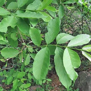 Wrightia Tinctoria | Pala Indigo Plant | Sweet Indrajao | 50 Seeds - Etsy