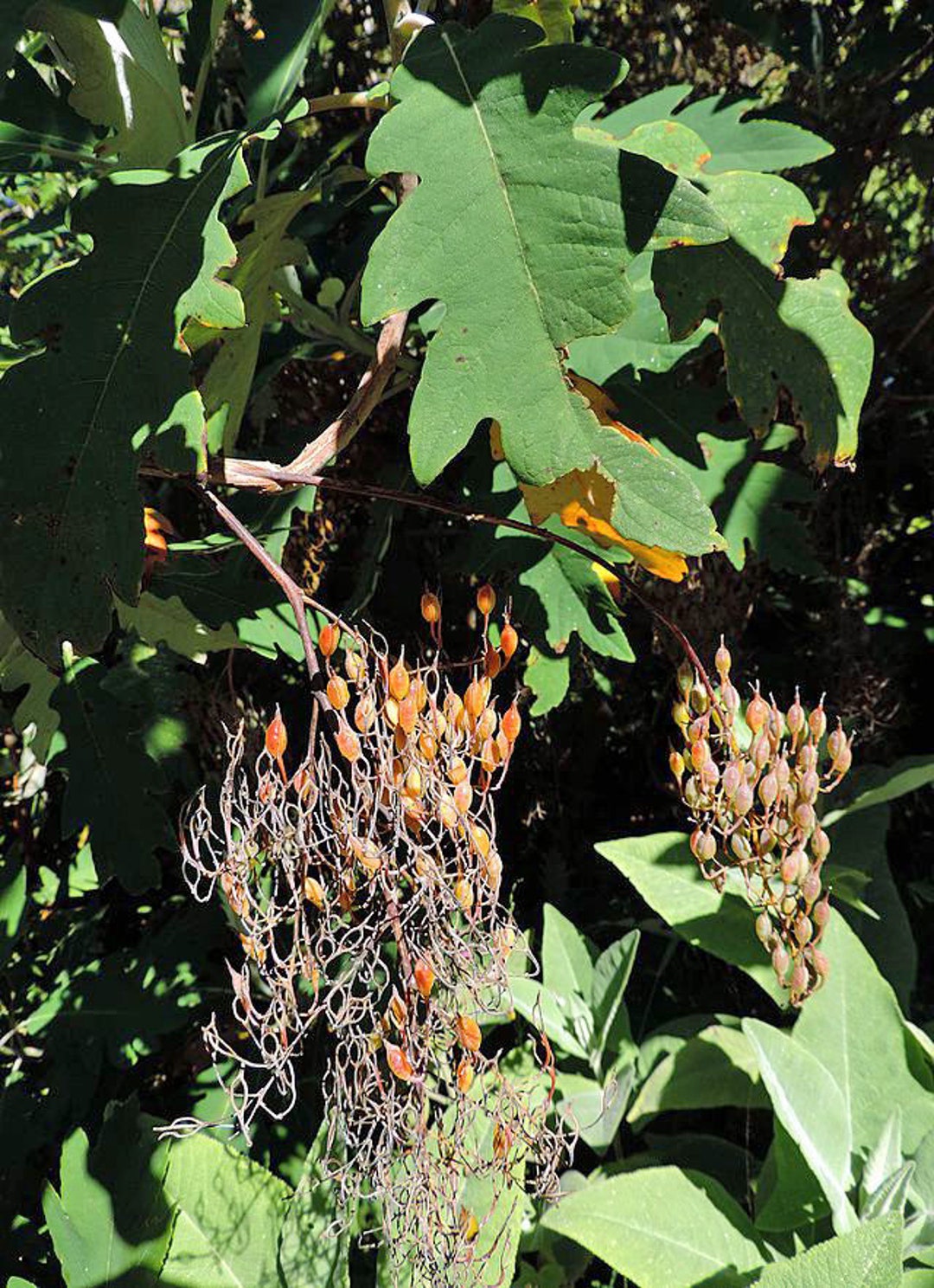 Bocconia Arborea | Plume Poppy | 10 Seeds - Etsy
