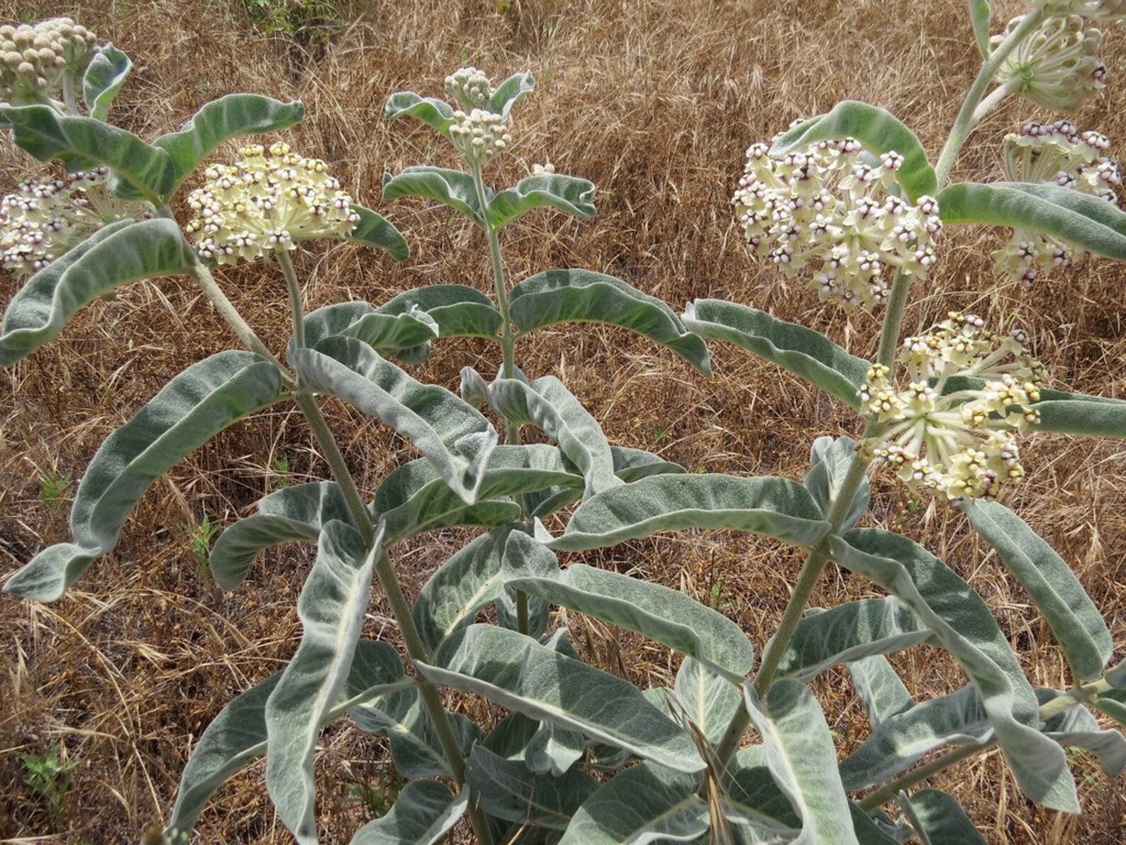 Asclepias Eriocarpa Indian or Kotolo Milkweed Woollypod - Etsy