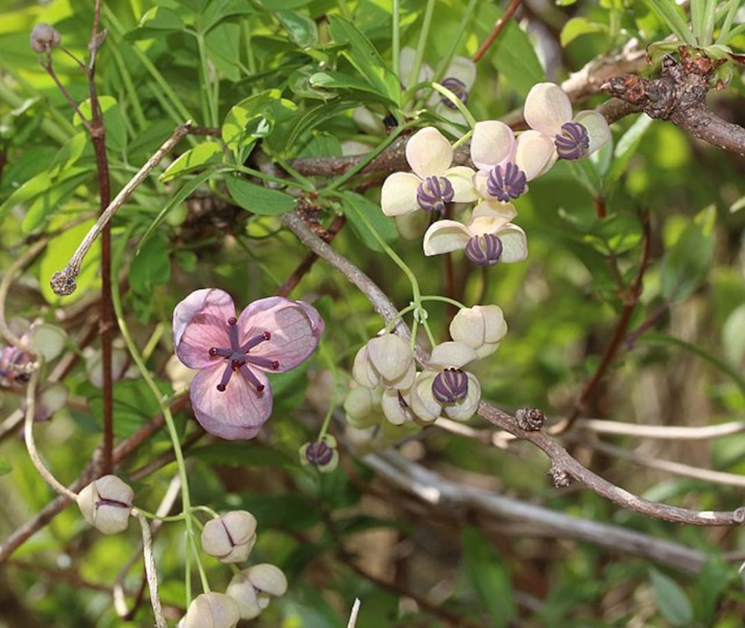 Akebia Quinata | Silver Bells | 5 Seeds - Etsy