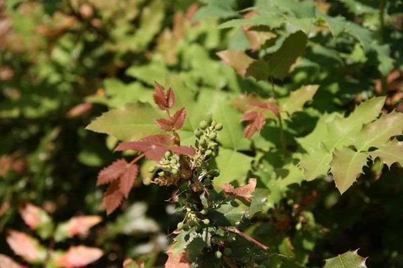 Berberis Pinnata Coast Barberry California Barberry 10 - Etsy