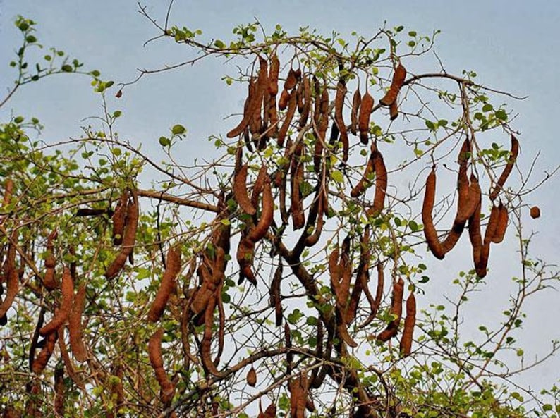 Bauhinia Racemosa Bidi Leaf Tree Sonpatta 5 Seeds - Etsy