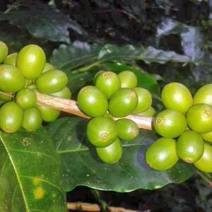 Coffea Arabica | Villa Sarchi | La Luisa | Villalobos Bourbon | 10 ...