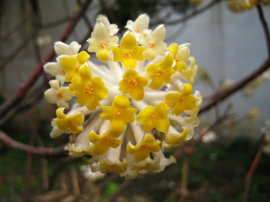 Edgeworthia Chrysantha | Paperbush Plant | Oriental Paperbush | 100 ...