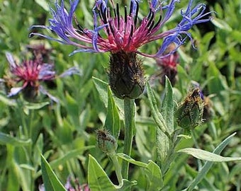 Centaurea Montana mountain Bluet/perennial Corn Flower 20 Flower Seeds ...