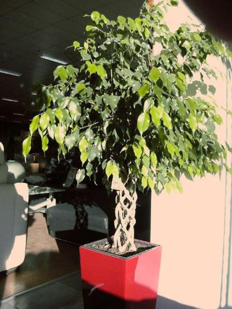 Ficus Benjamina Weeping or Benjamin Fig Chinese Banyan - Etsy