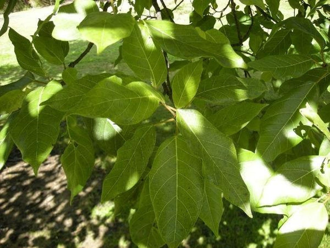 Ficus Racemosa Cluster or Indian Fig Tree Audumbara 100 - Etsy