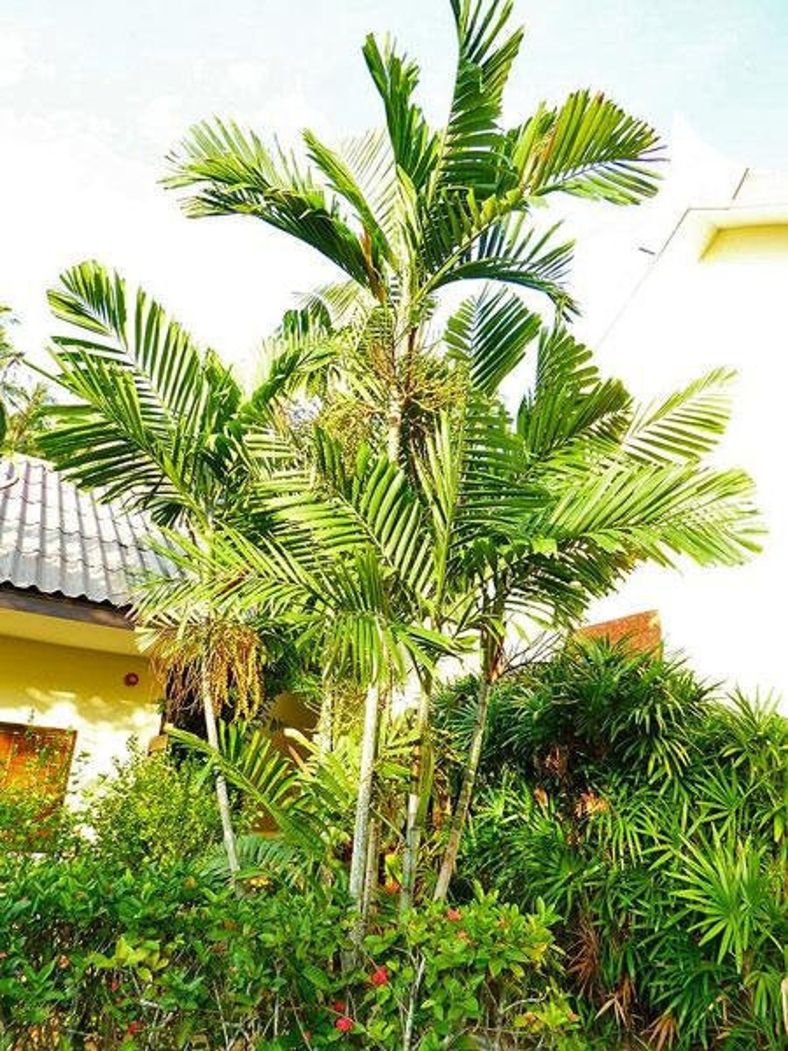 Ptychosperma Elegans Elegant or Solitaire Palm 10 Seeds - Etsy