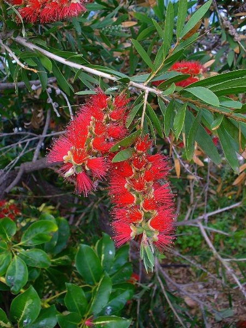 Callistemon Rigidus Stiff or Erect Bottlebrush 100 Seeds - Etsy