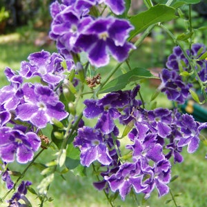 Duranta Erecta | Sweet Memories | 10 Seeds - Etsy