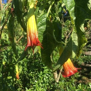 Brugmansia Sanguinea | Red Angels Trumpet | 20 Fresh Seeds - Etsy