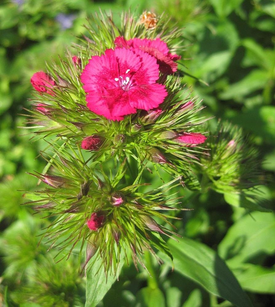 Dianthus Barbatus Single Mix Sweet William 100 Seeds | Etsy
