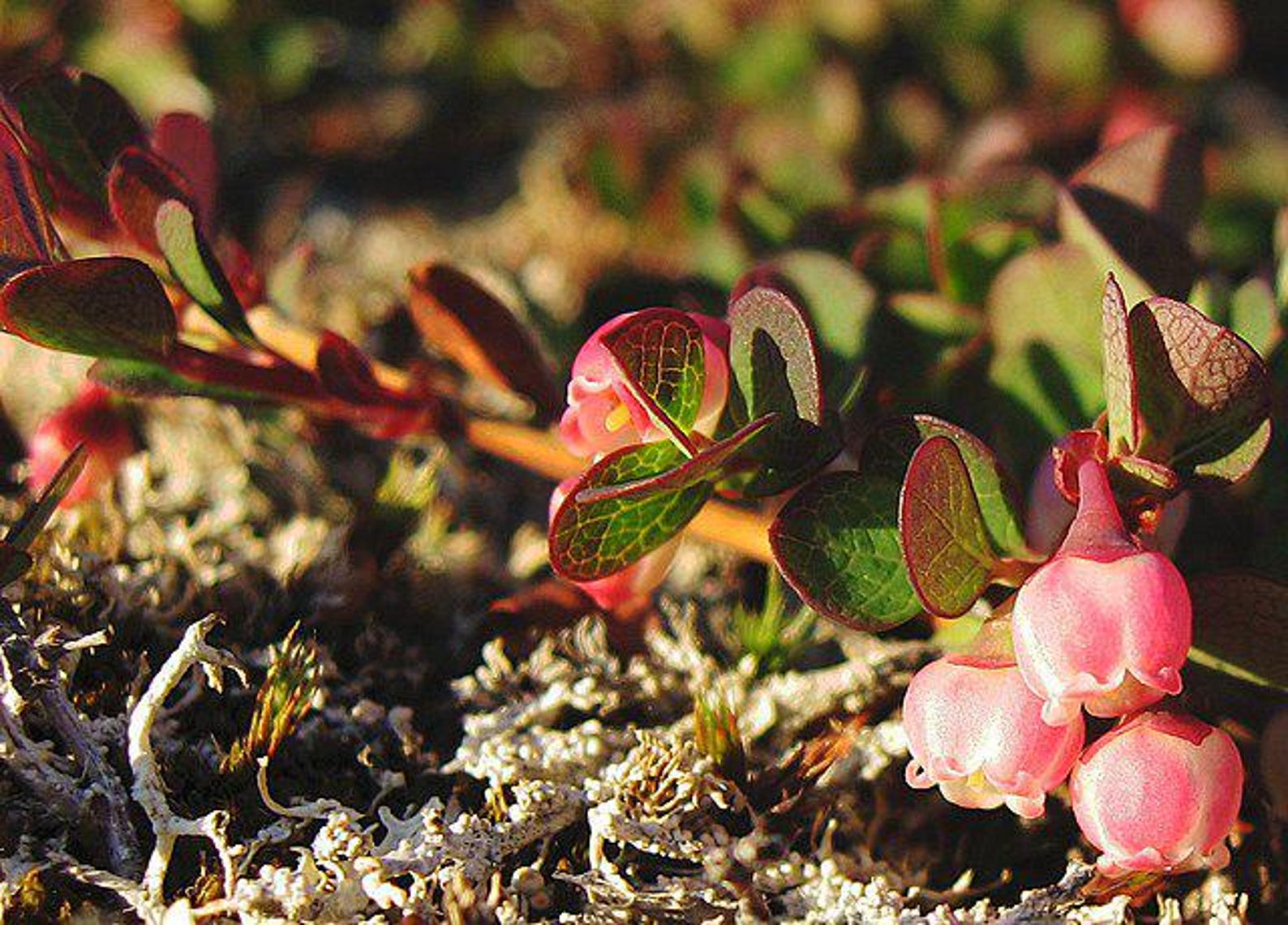 Vaccinium Uliginosum | Alpine Blueberry | 10 Seeds - Etsy