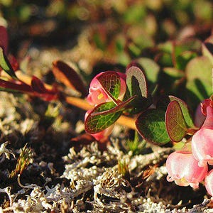 Vaccinium Uliginosum | Alpine Blueberry | 10 Seeds - Etsy