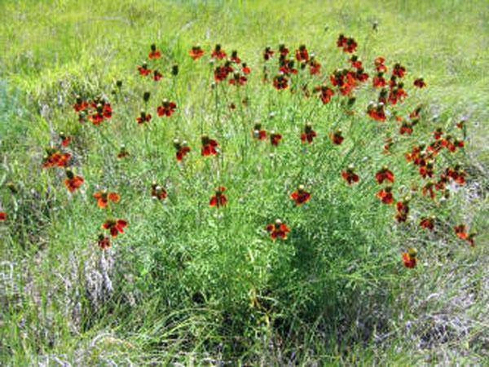Ratibida Columnifera Dwarf Red Coneflower Red Midget 500 - Etsy Canada