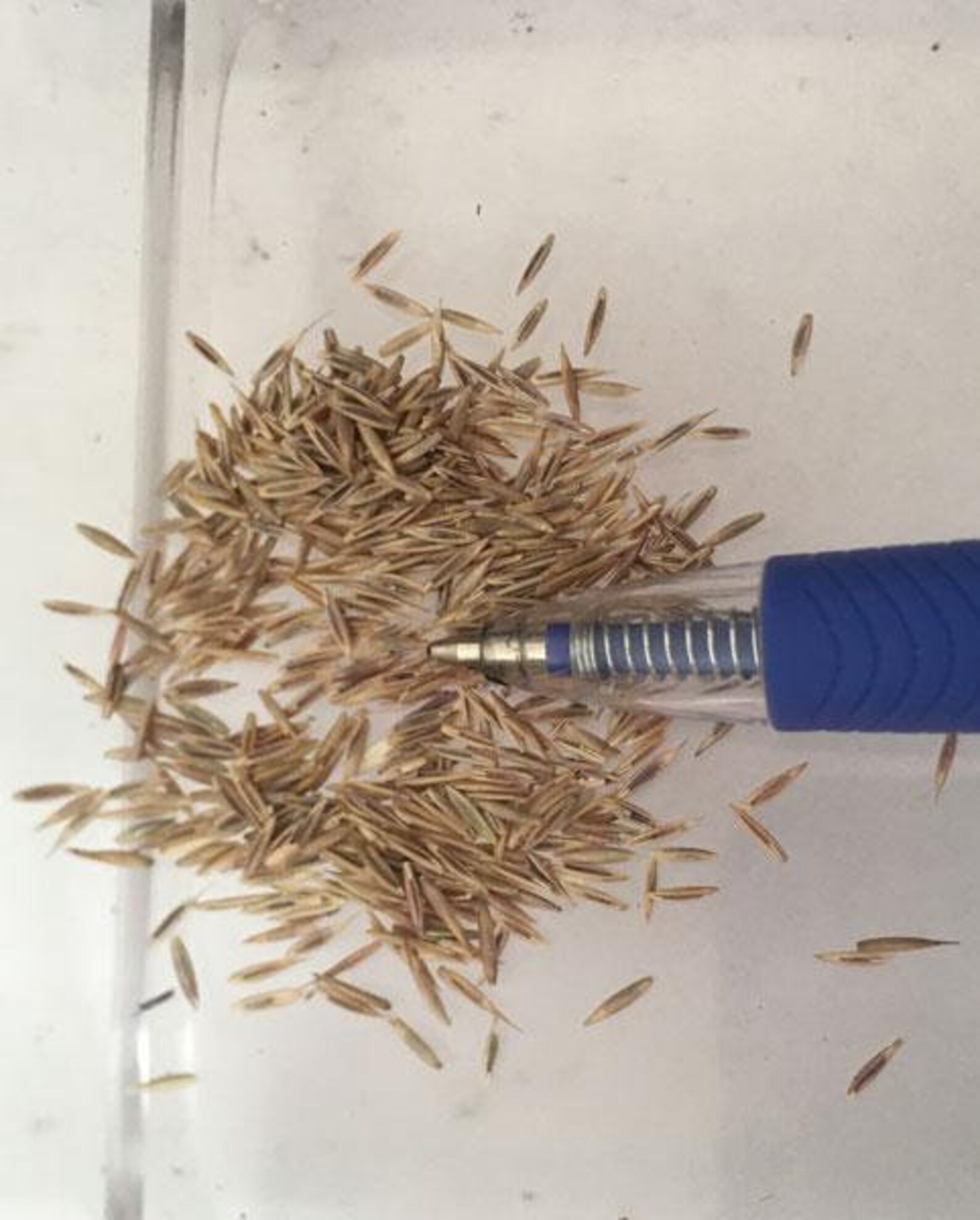 Festuca idahoensis Roemer's Fescue Blue Bunchgrass | Etsy