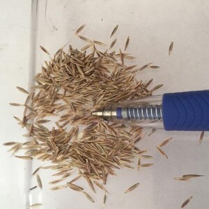 Festuca Idahoensis | Roemers Fescue | Blue Bunchgrass | 250 Seeds - Etsy